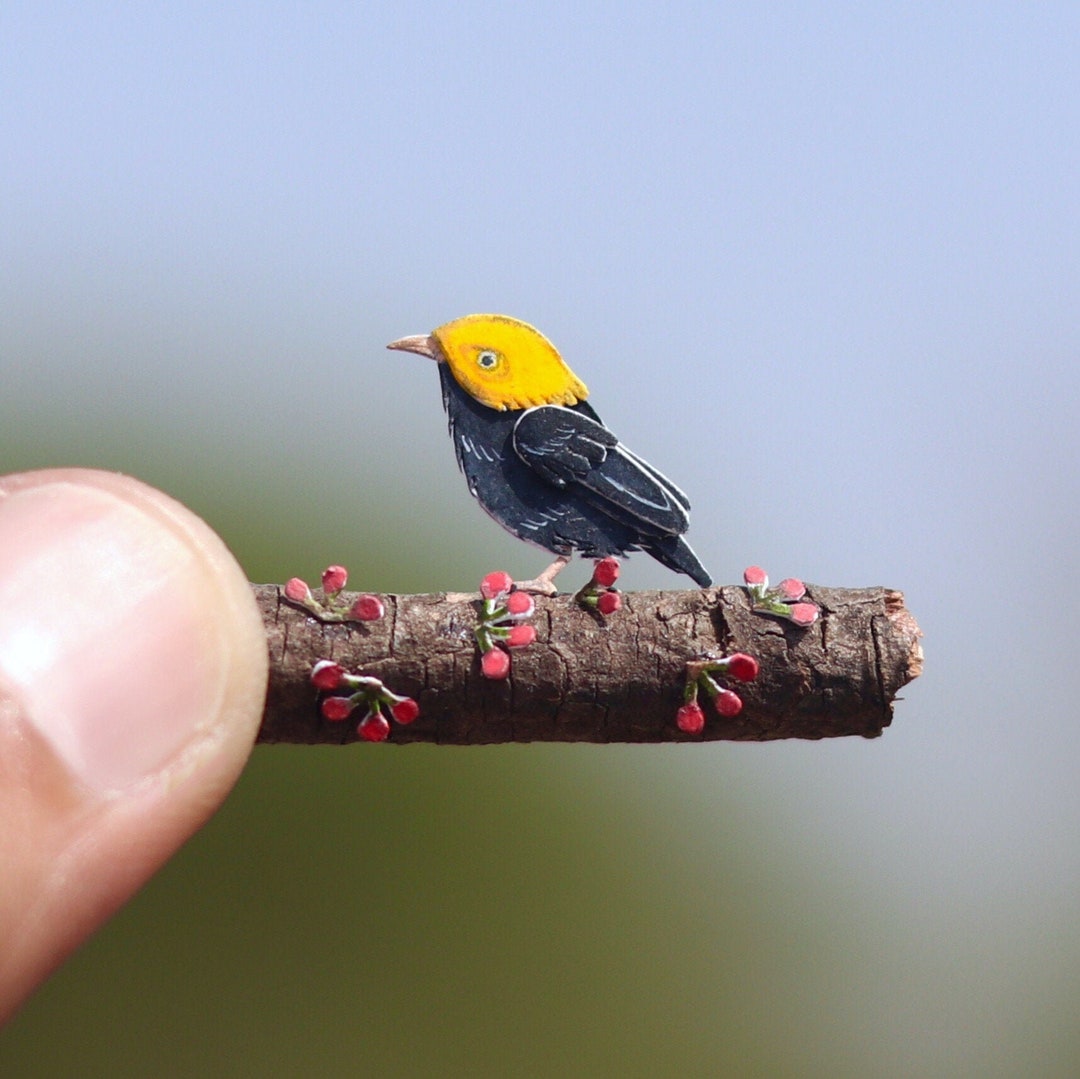 Manakin Golden Headed Manakin Bird Art Papercut Paper - Etsy