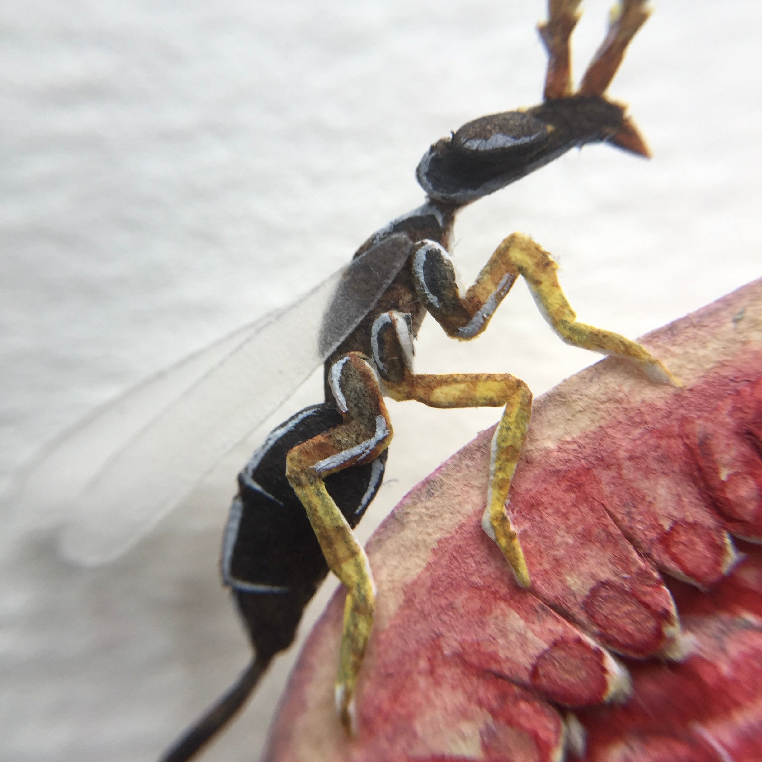 Pollinator Fig Wasp Fig Fruit Pollination Art Nature - Etsy