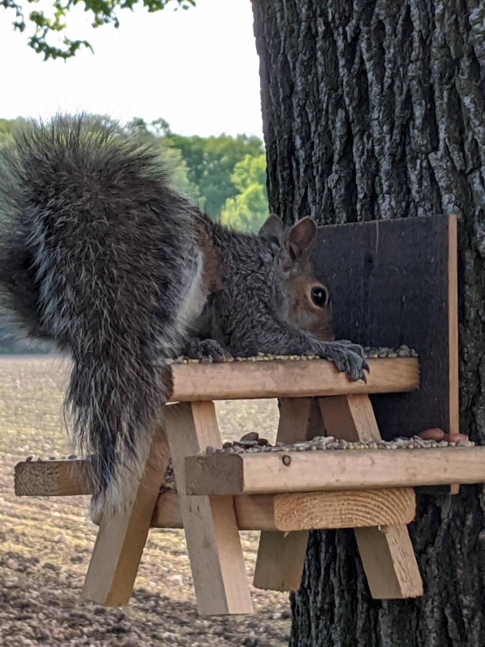 Mini Picnic Table for Chipmunks Squirrels and Birds - Etsy