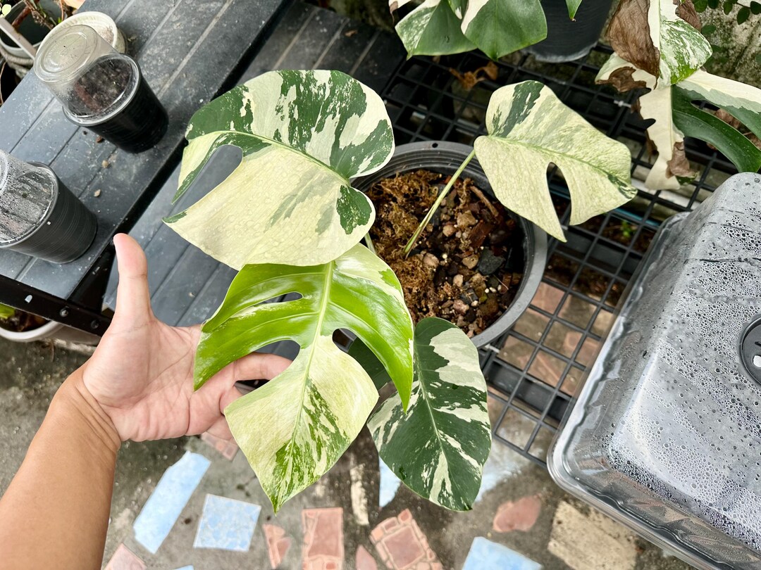 Monstera Mint (deli X Borsi) Rare Plant Monstera Variegated Rare ...