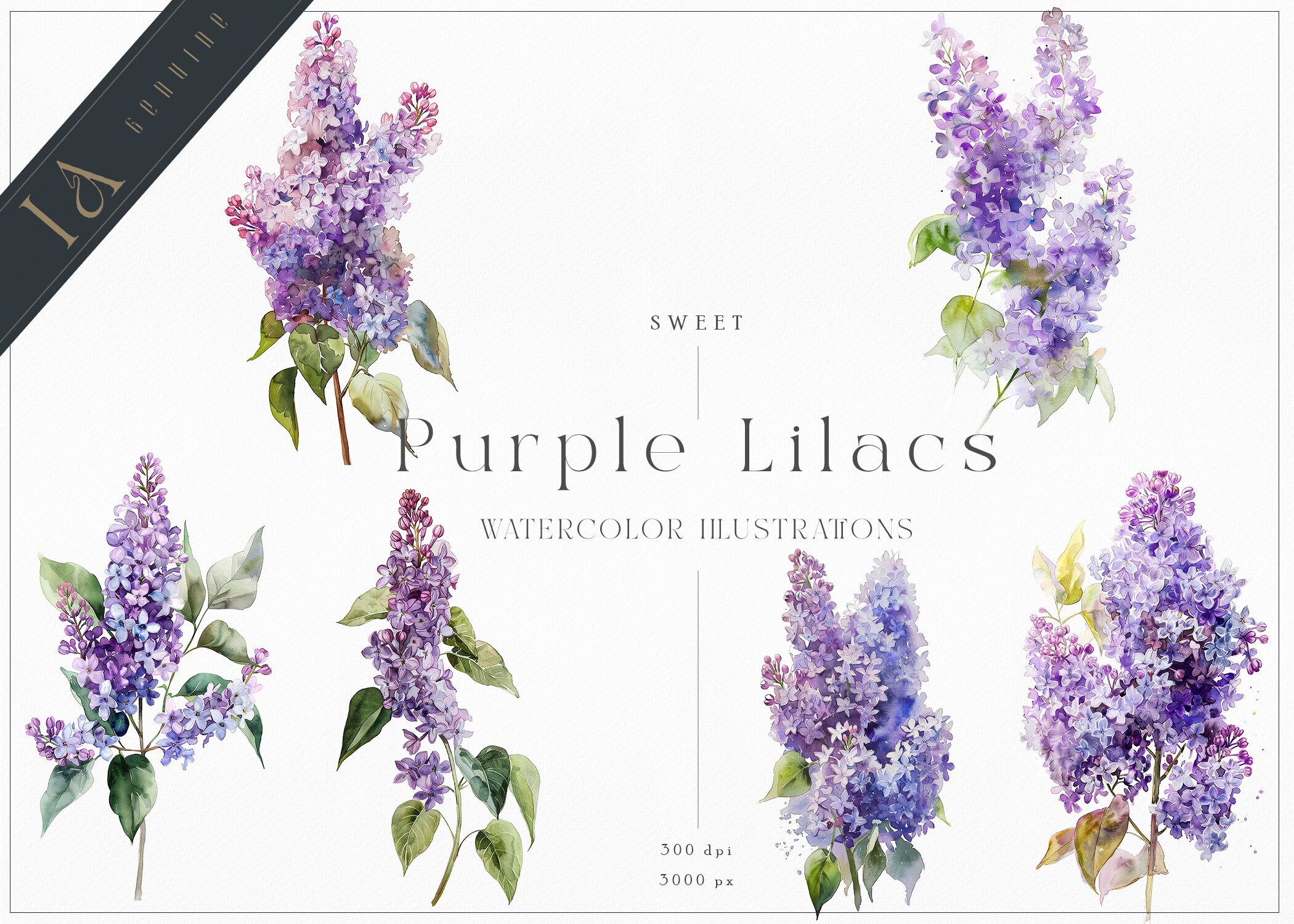 Watercolor Lilacs Clipart Watercolor Lilacs Lilac Bouquets Lilac ...