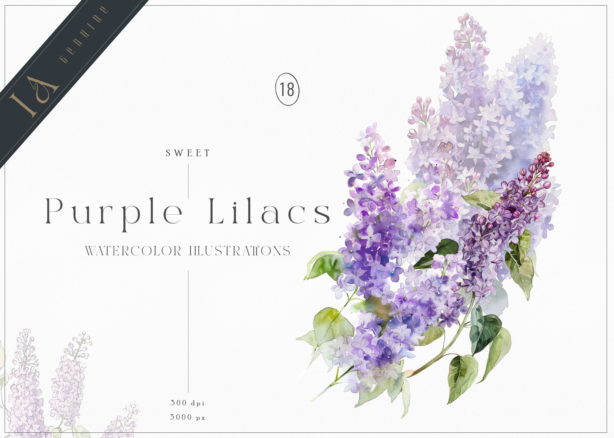 Watercolor Lilacs Clipart Watercolor Lilacs Lilac Bouquets Lilac ...