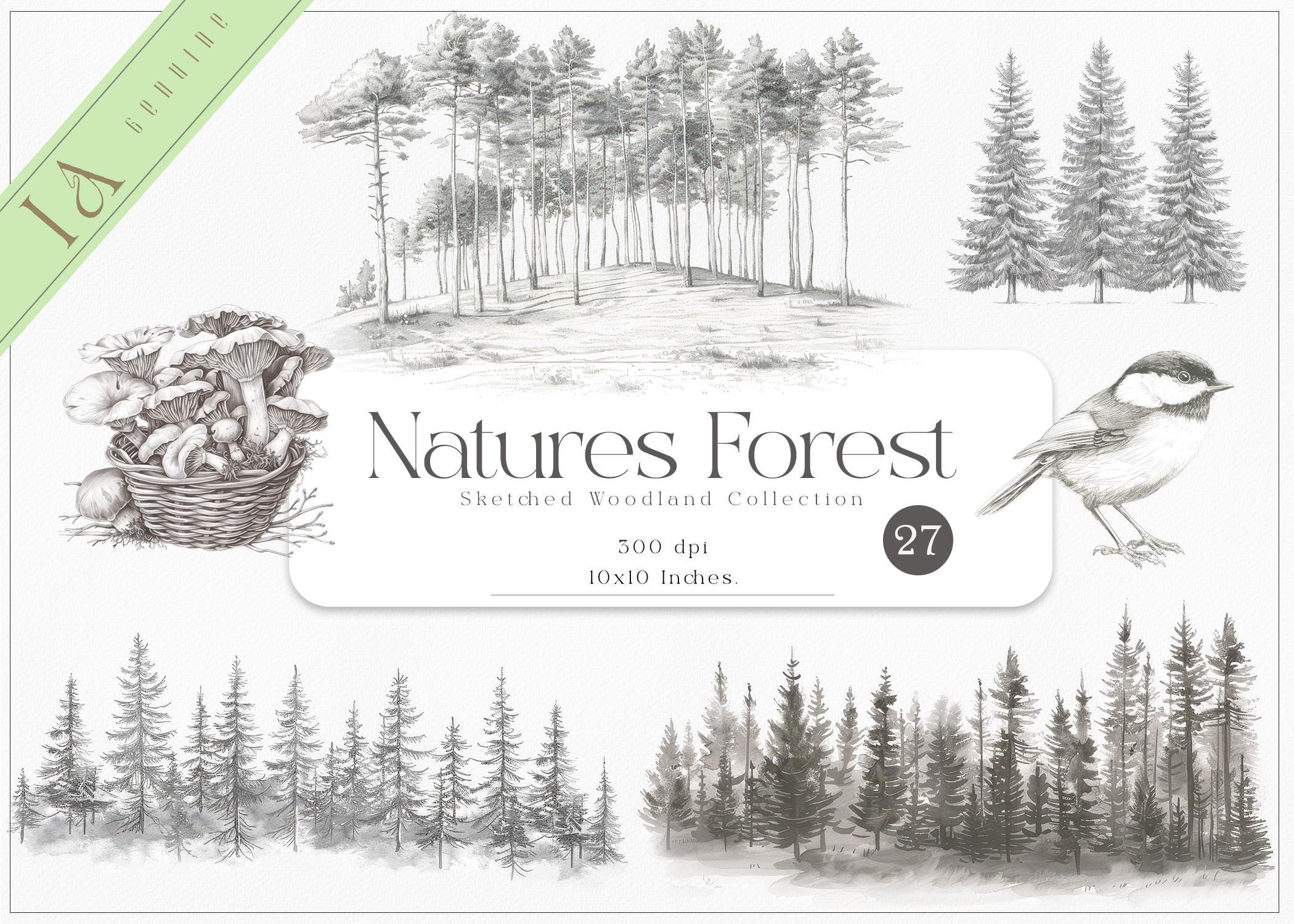 Sketch Style Woodland Collection, Cottagecore, Woodland Clipart ...