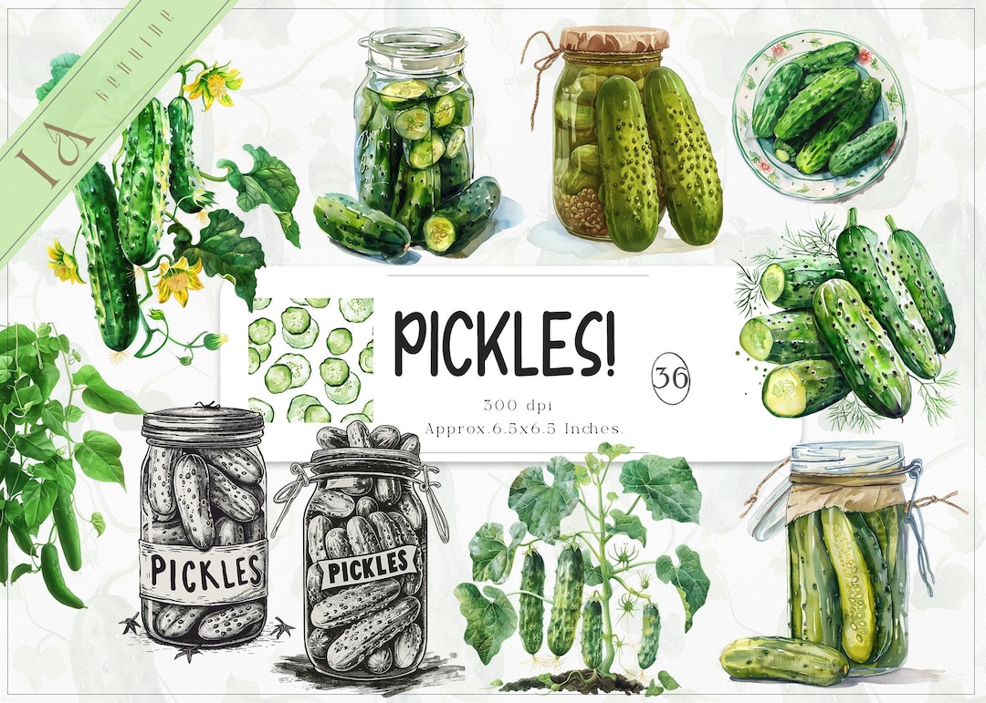 Pickles Clipart | Dill Pickle Png | Sublimation Designs | Instant ...