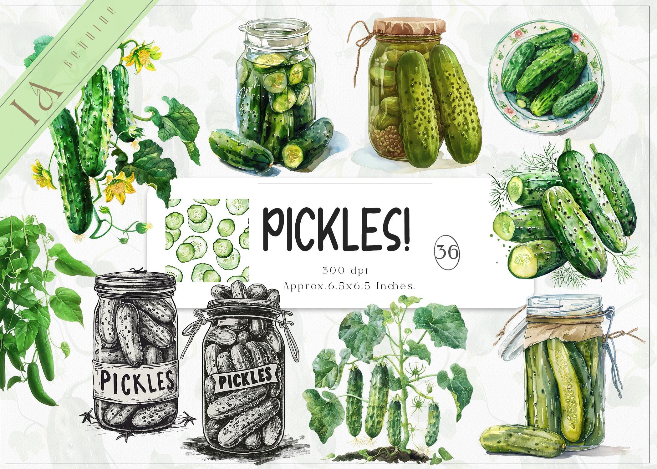 Pickles Clipart | Dill Pickle Png | Sublimation Designs | Instant ...