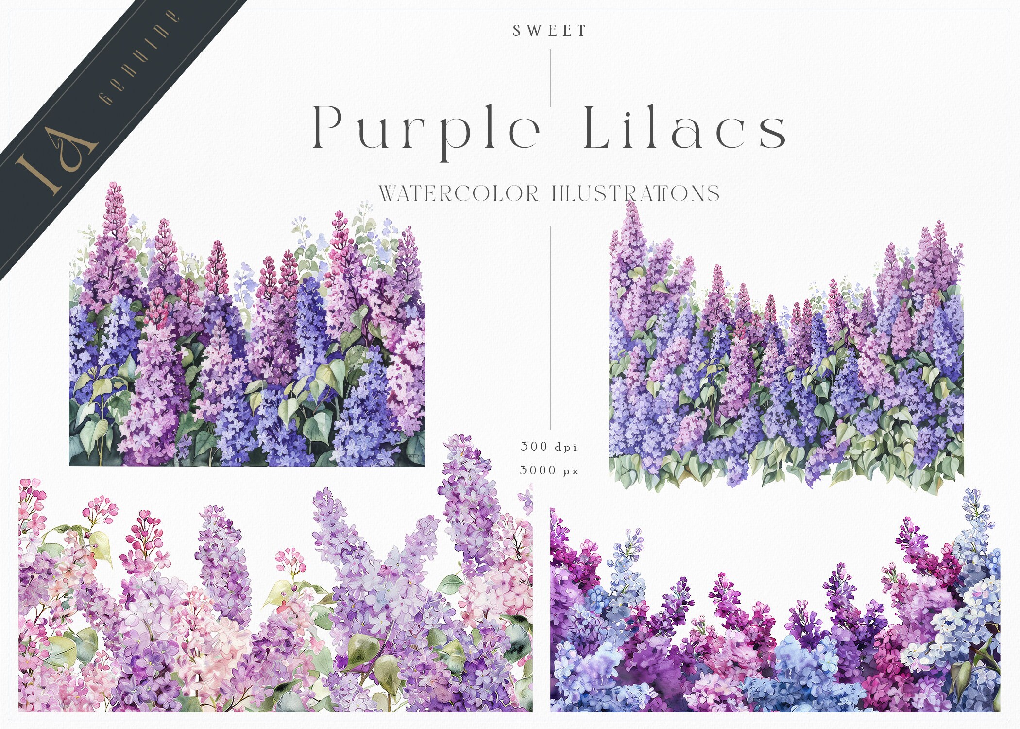 Watercolor Lilacs Clipart Watercolor Lilacs Lilac Bouquets Lilac ...
