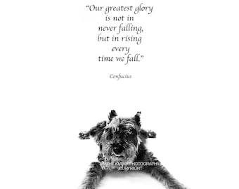Schnauzer dog quotes | Etsy