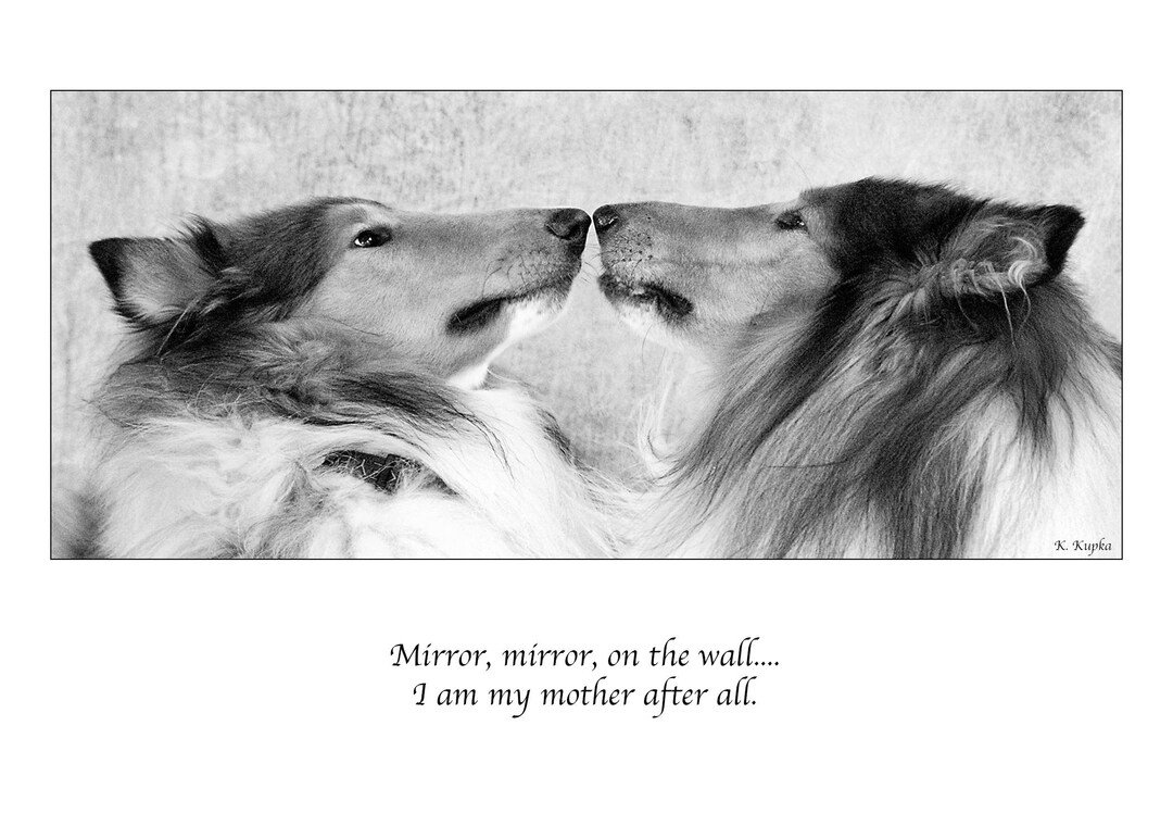 Collie, Mothers Day Card, Dog Greeting Card, Mothers Day, for Mom ...