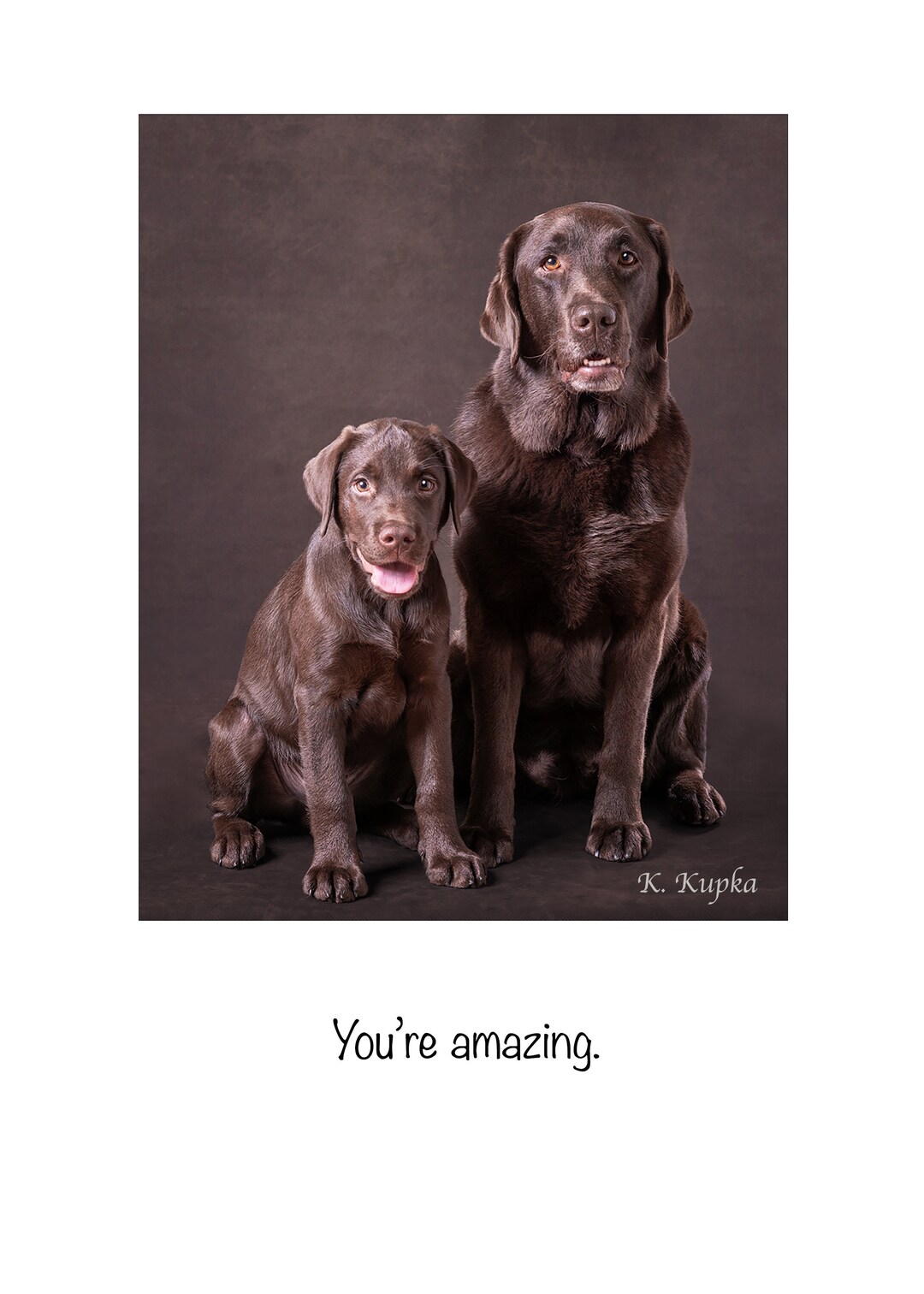 Labrador Retriever, You're Amazing, Congratulations, Thank You ...