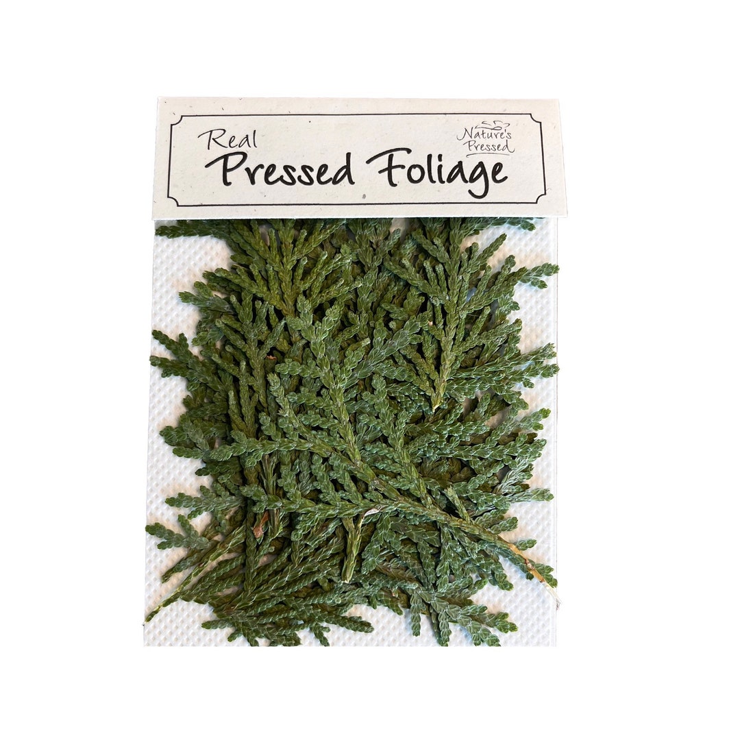 Cedar Greenery 20 Pieces - Etsy