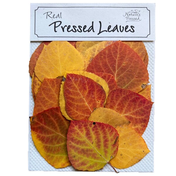 Pressed Leaves - Etsy