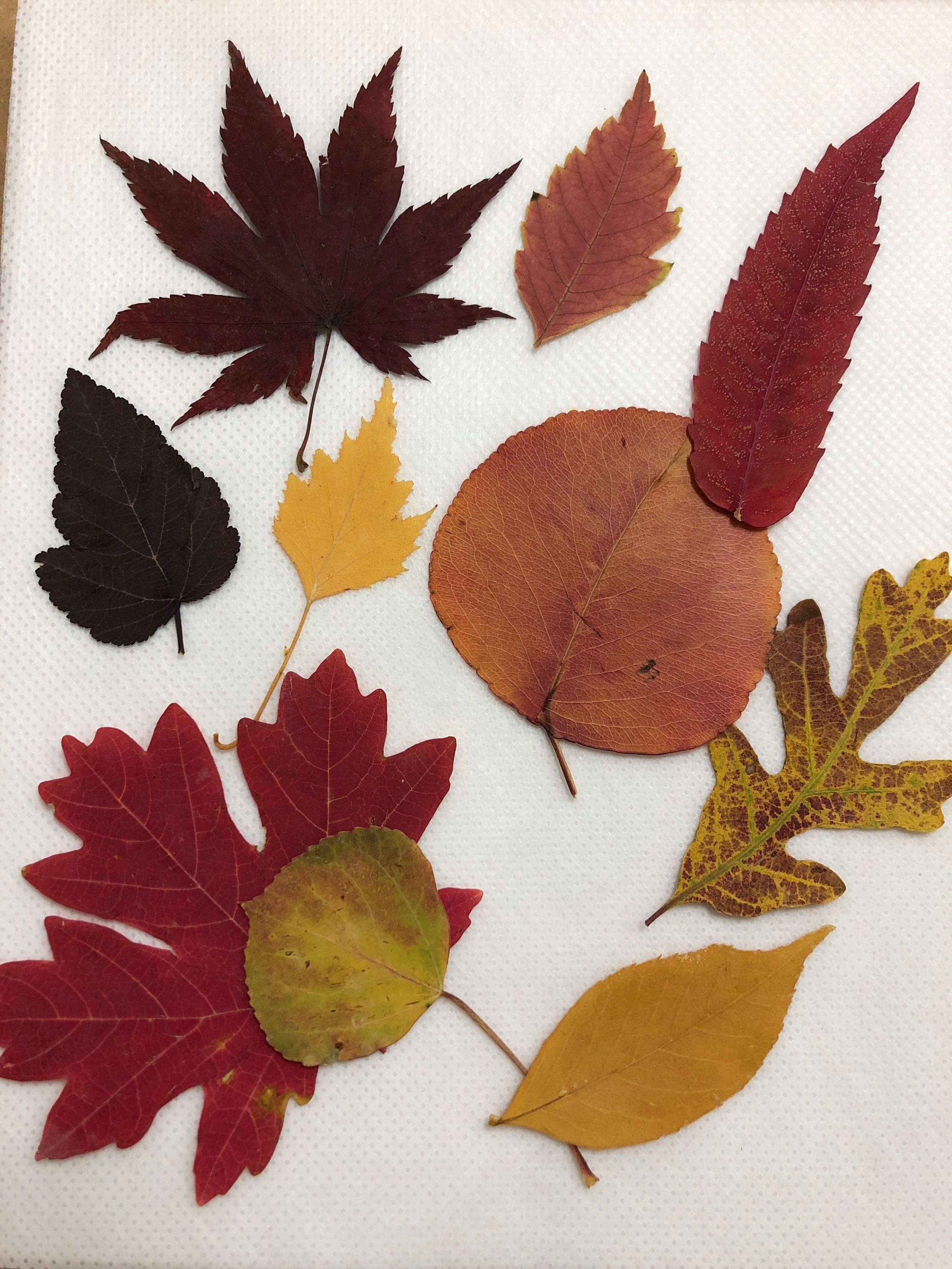 Fall Assorted Leaves 100 Leaves May Vary - Etsy