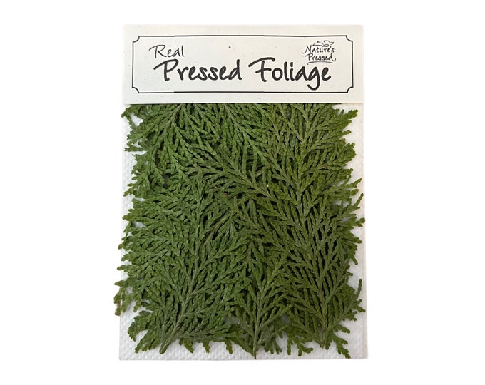 Cedar Greenery 20 Pieces - Etsy