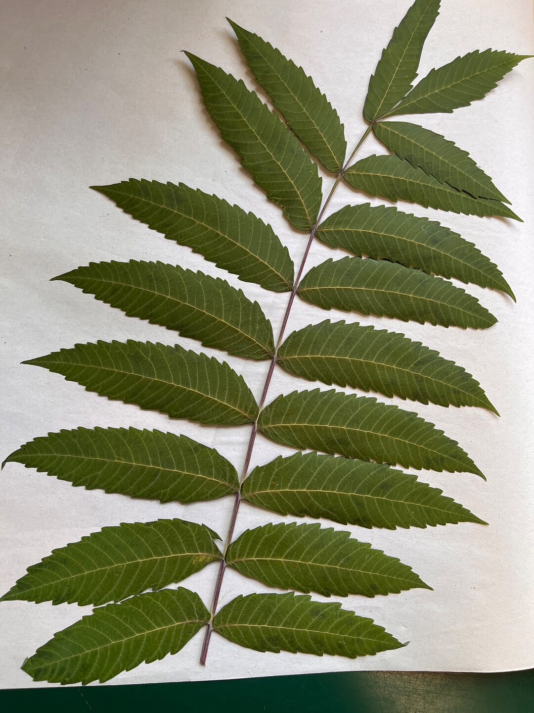 Sumac Green Frond 1 Piece - Etsy