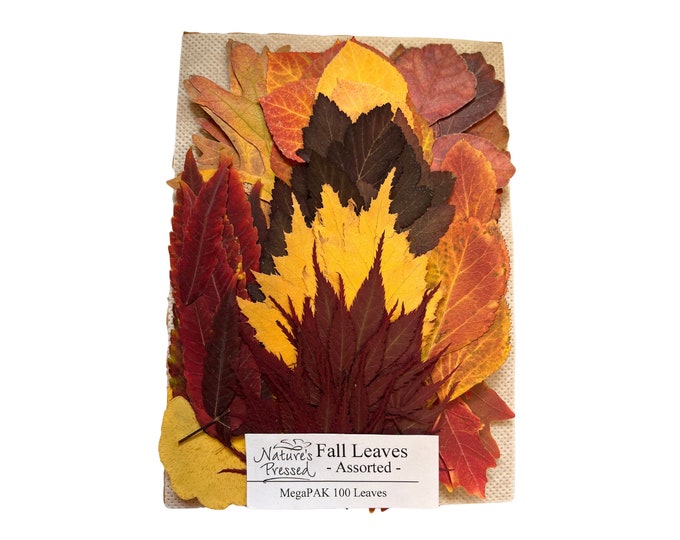 Fall Assorted Leaves 100, Leaves May Vary - Etsy