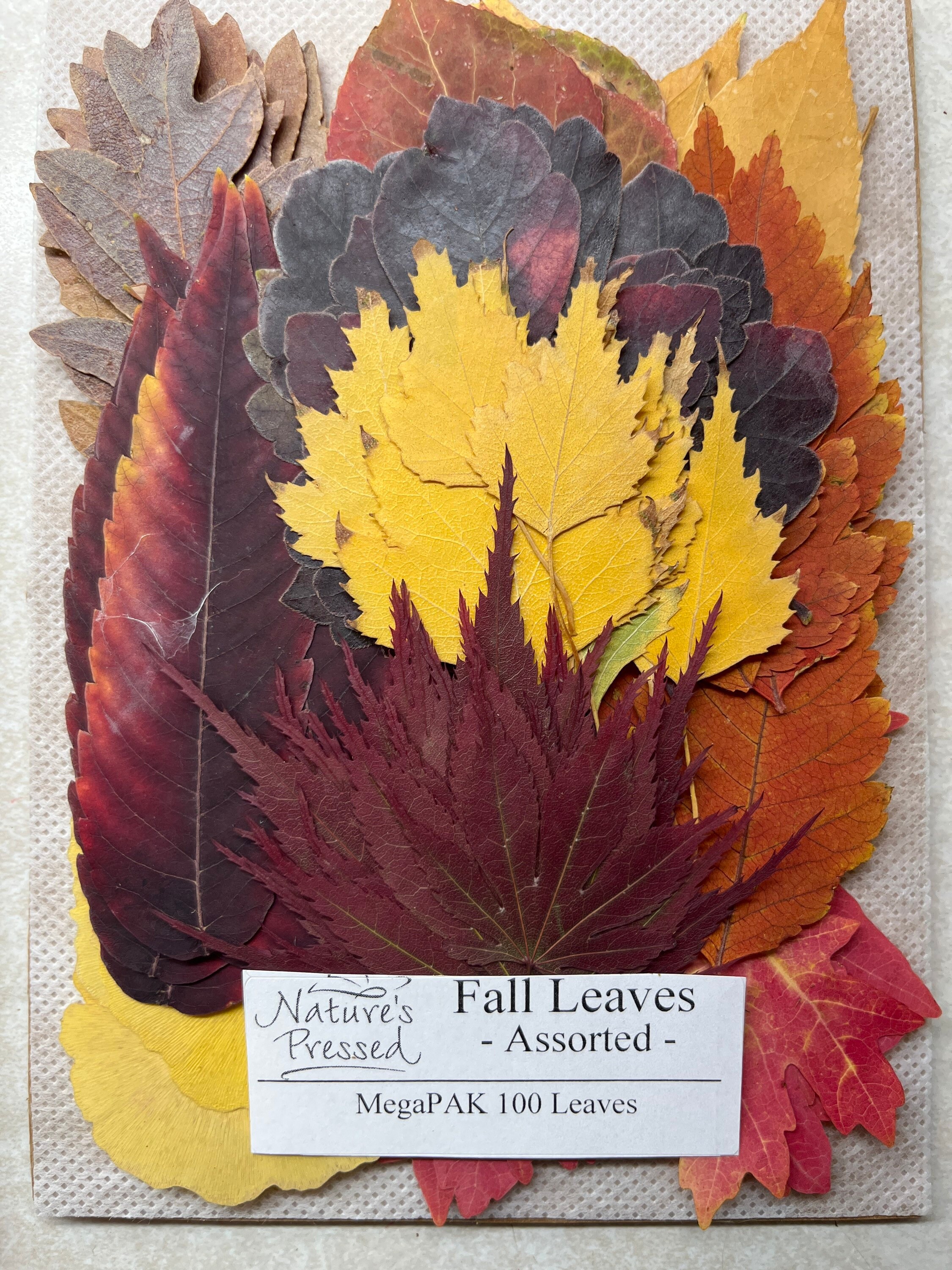 Fall Assorted Leaves 100 Leaves May Vary - Etsy