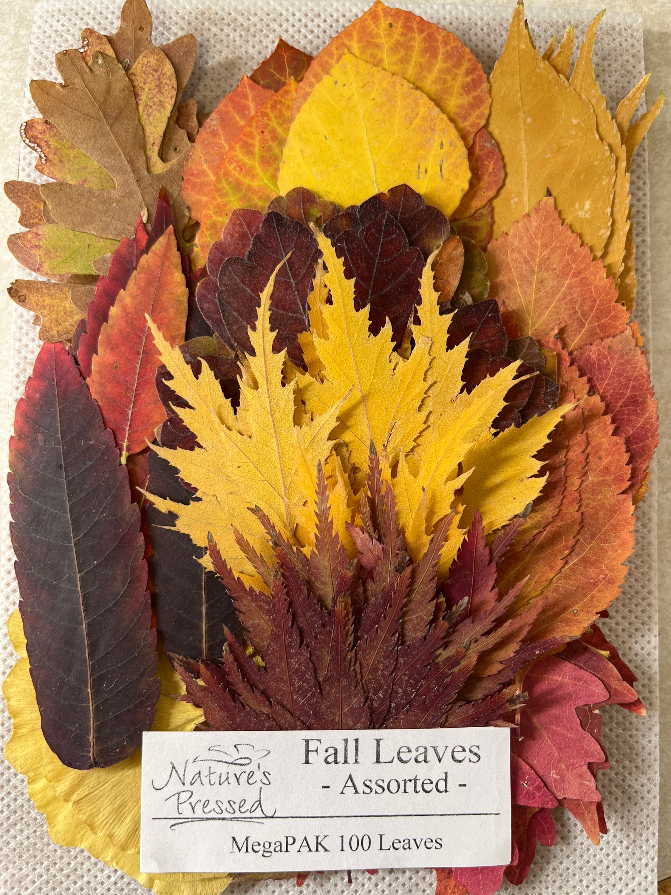 Fall Assorted Leaves 100 Leaves May Vary - Etsy