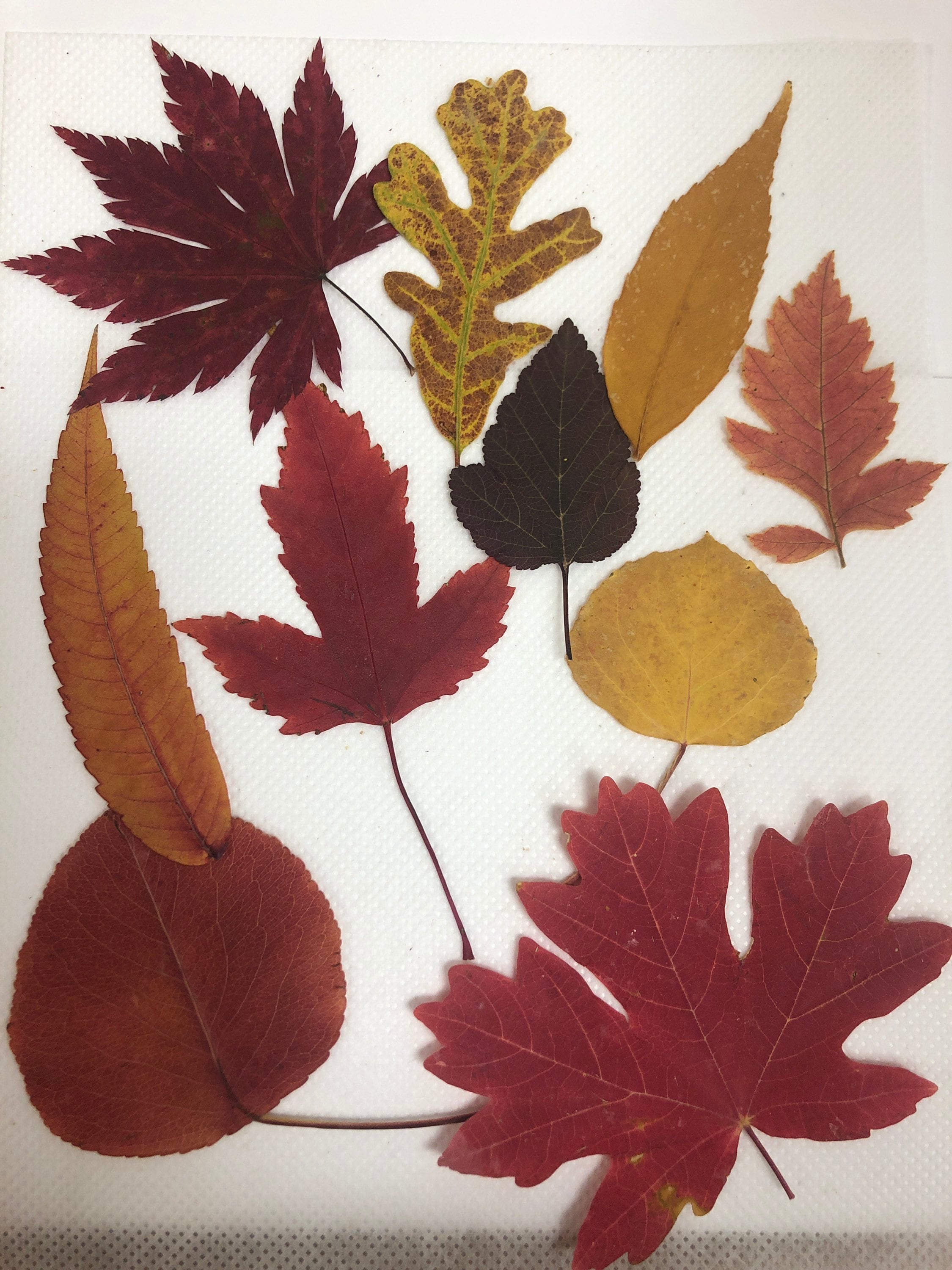 Fall Assorted Leaves 100 Leaves May Vary | Etsy