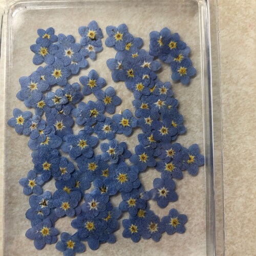 Single Forget-me-nots 100 Flowers - Etsy
