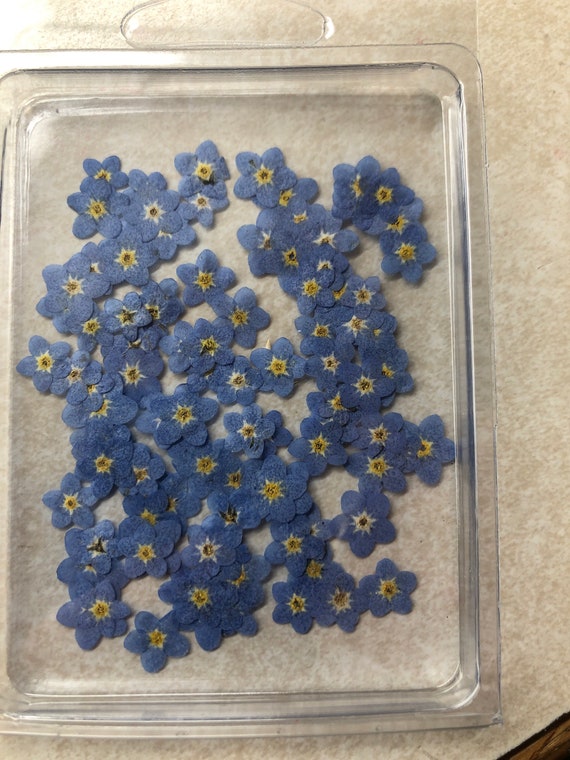 Single Forget-me-nots 100 Flowers - Etsy