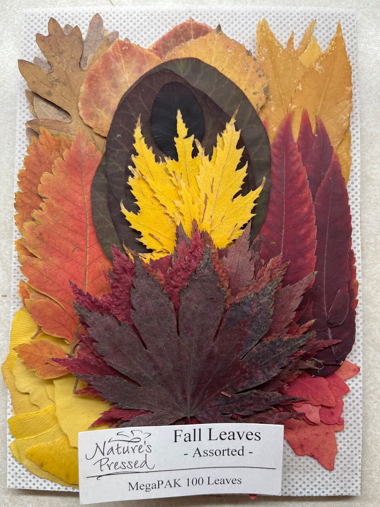Fall Assorted Leaves 100 Leaves May Vary - Etsy