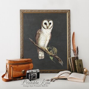 Vintage Owl Print Nature Printable Wall Decor Vintage Gallery Wall ...