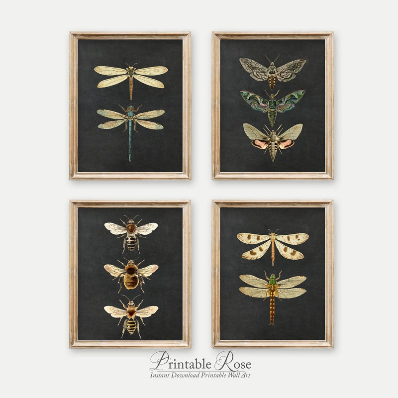 Insect Wall Art - Etsy
