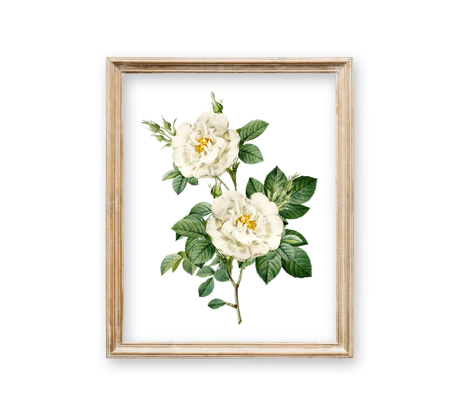 White Rose Printable Vintage Rose Art Print Home Decor Wall - Etsy