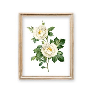 White Rose Printable Vintage Rose Art Print Home Decor Wall - Etsy