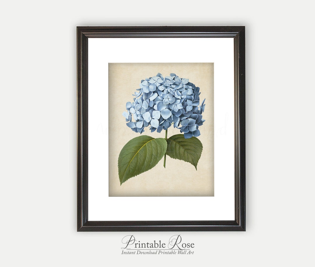 Hydrangea Print Printable Digital Download Hydrangea - Etsy