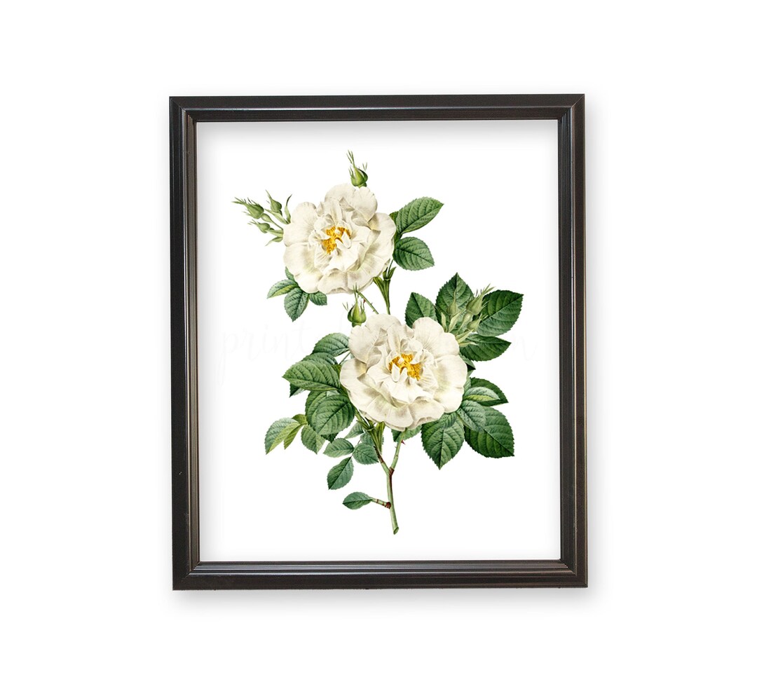 White Rose Printable Vintage Rose Art Print Home Decor Wall - Etsy