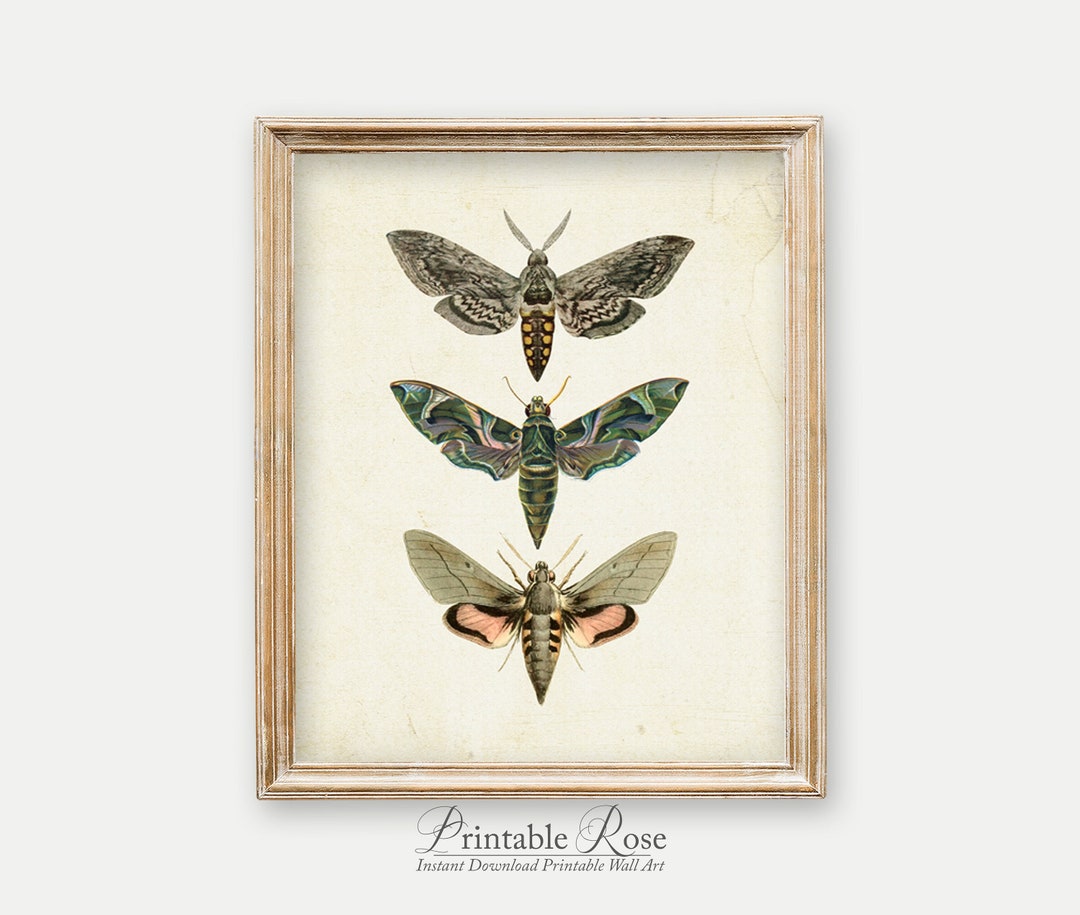 Moth Wall Art Moth Decor Vintage Decor Vintage Wall Art - Etsy