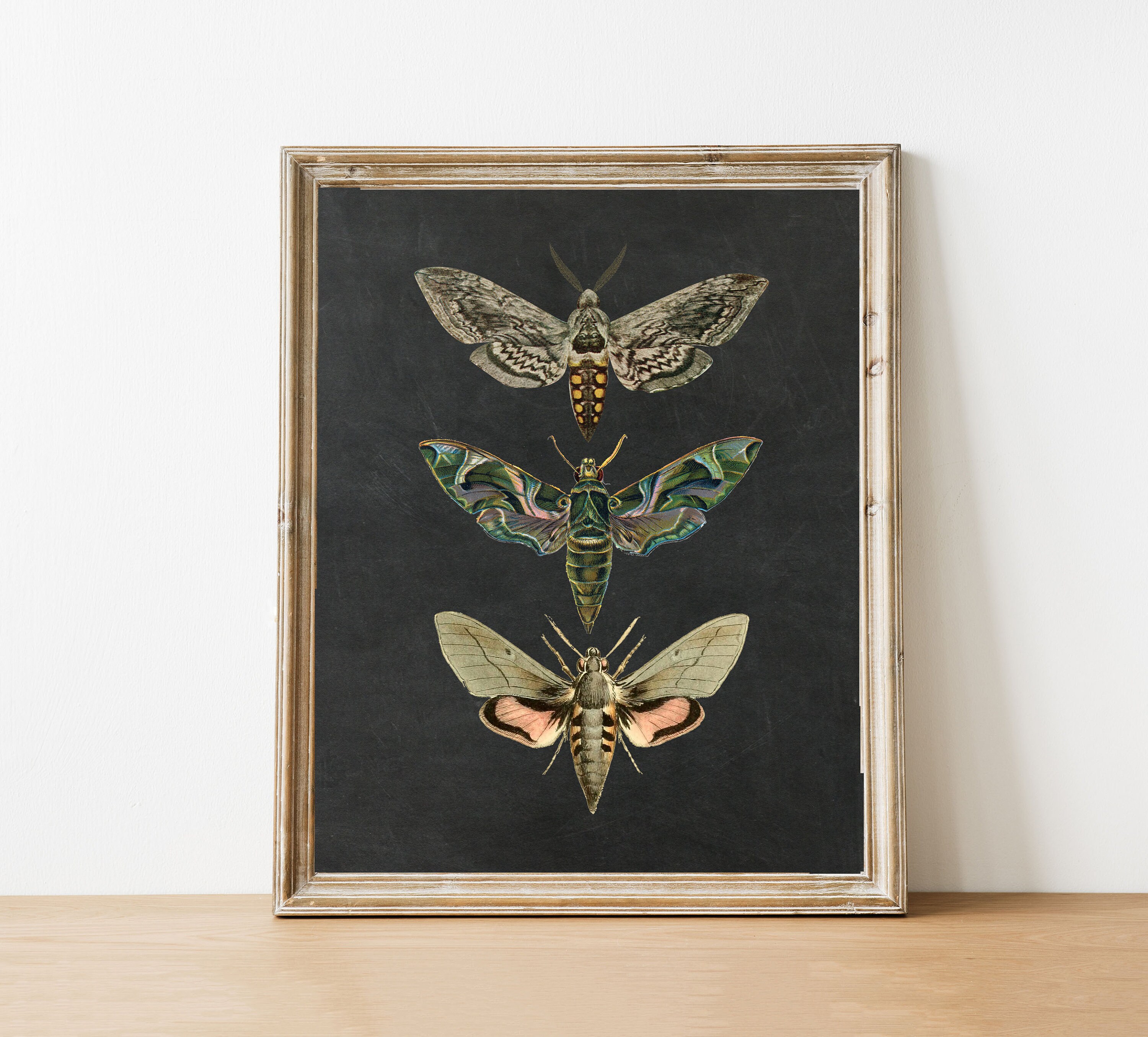 Moth Wall Art Nature Wall Art Insect Art Insect Print Home - Etsy