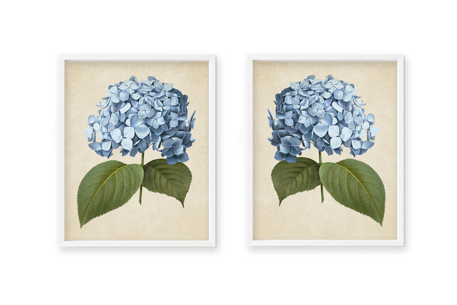Vintage Hydrangea Prints Printables Set of 2 Prints Set of - Etsy