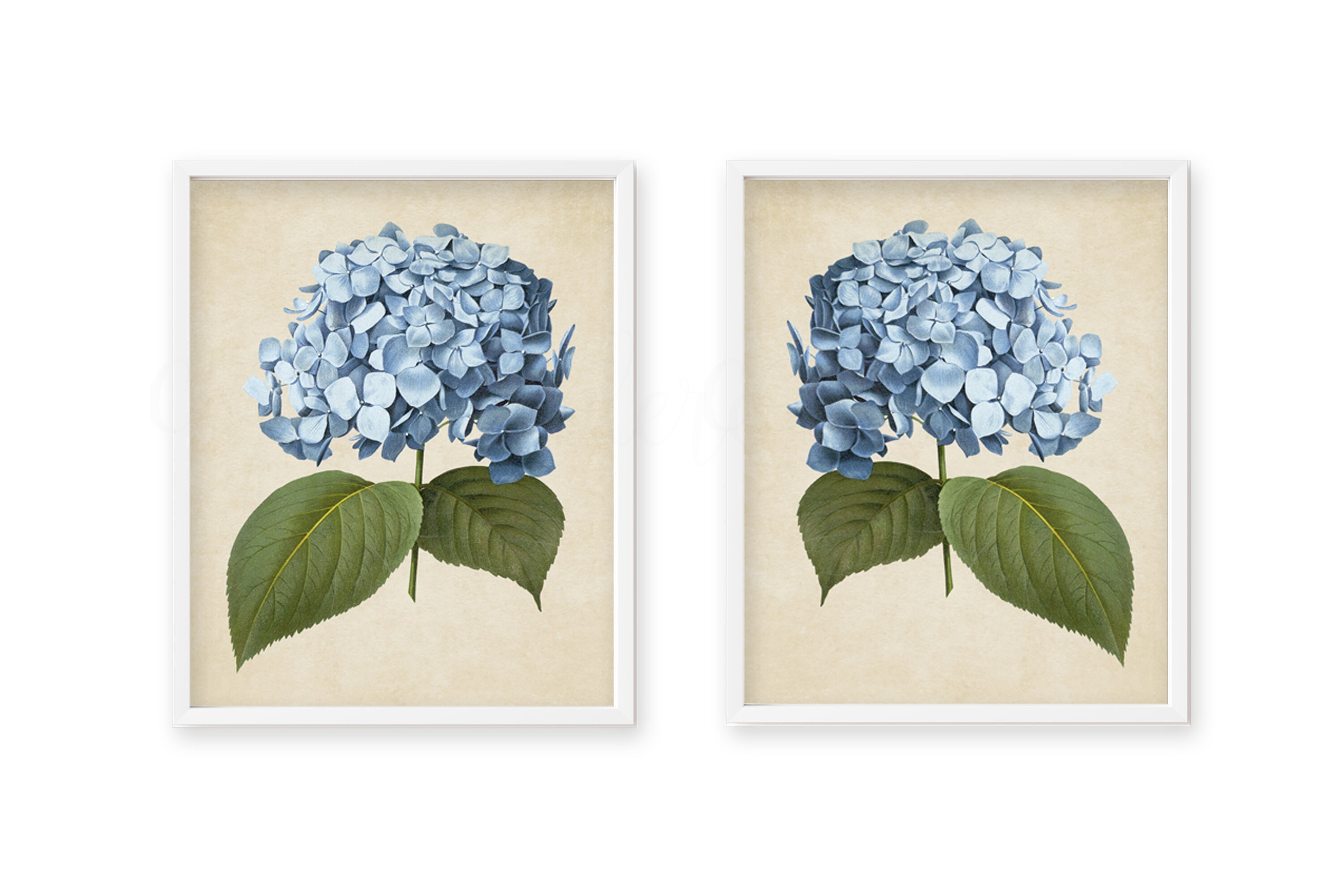 Vintage Hydrangea Prints Printables Set of 2 Prints Set of - Etsy