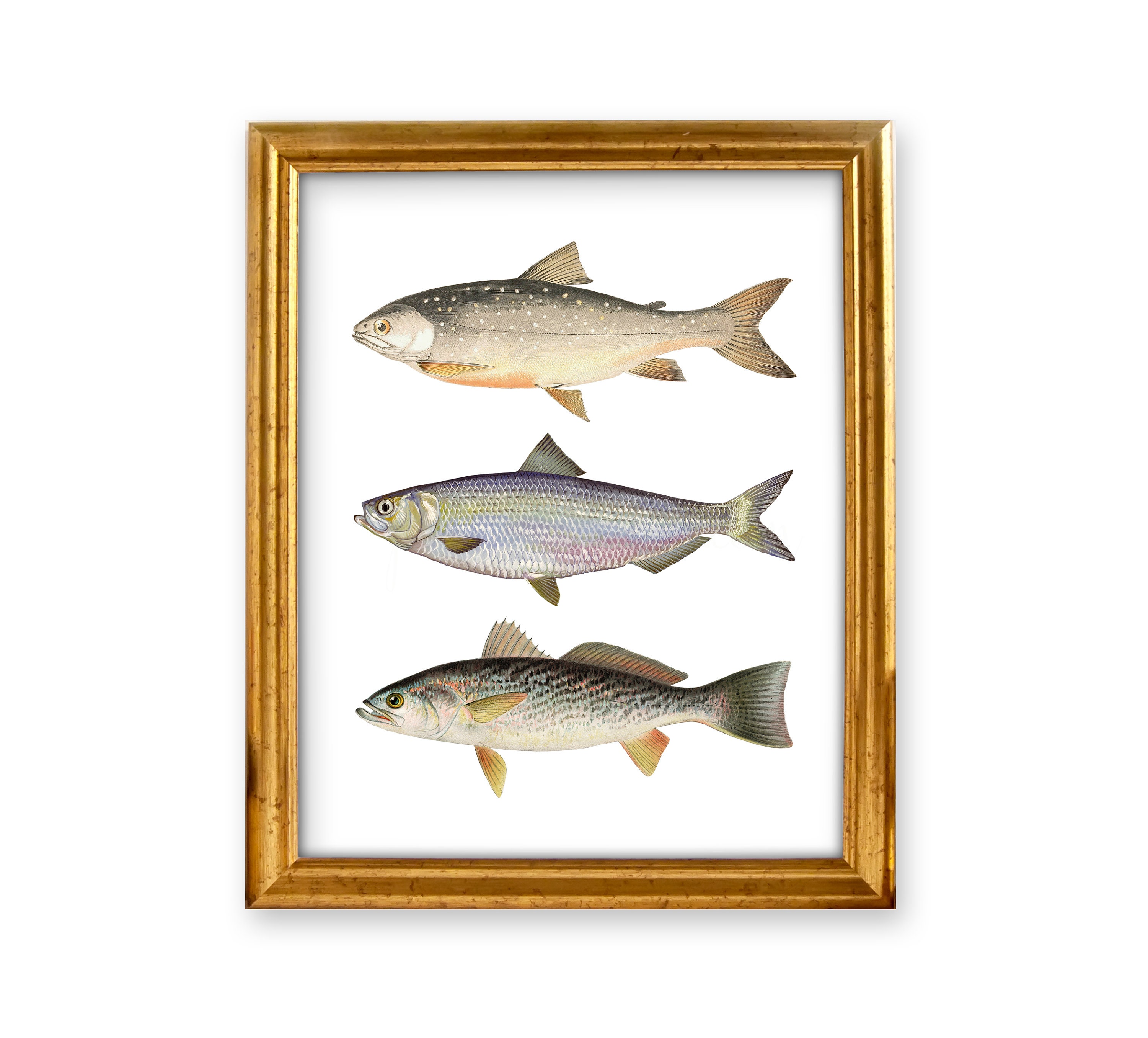 Prints Wall Art Printable Wall Art Fish Art Fish Print - Etsy