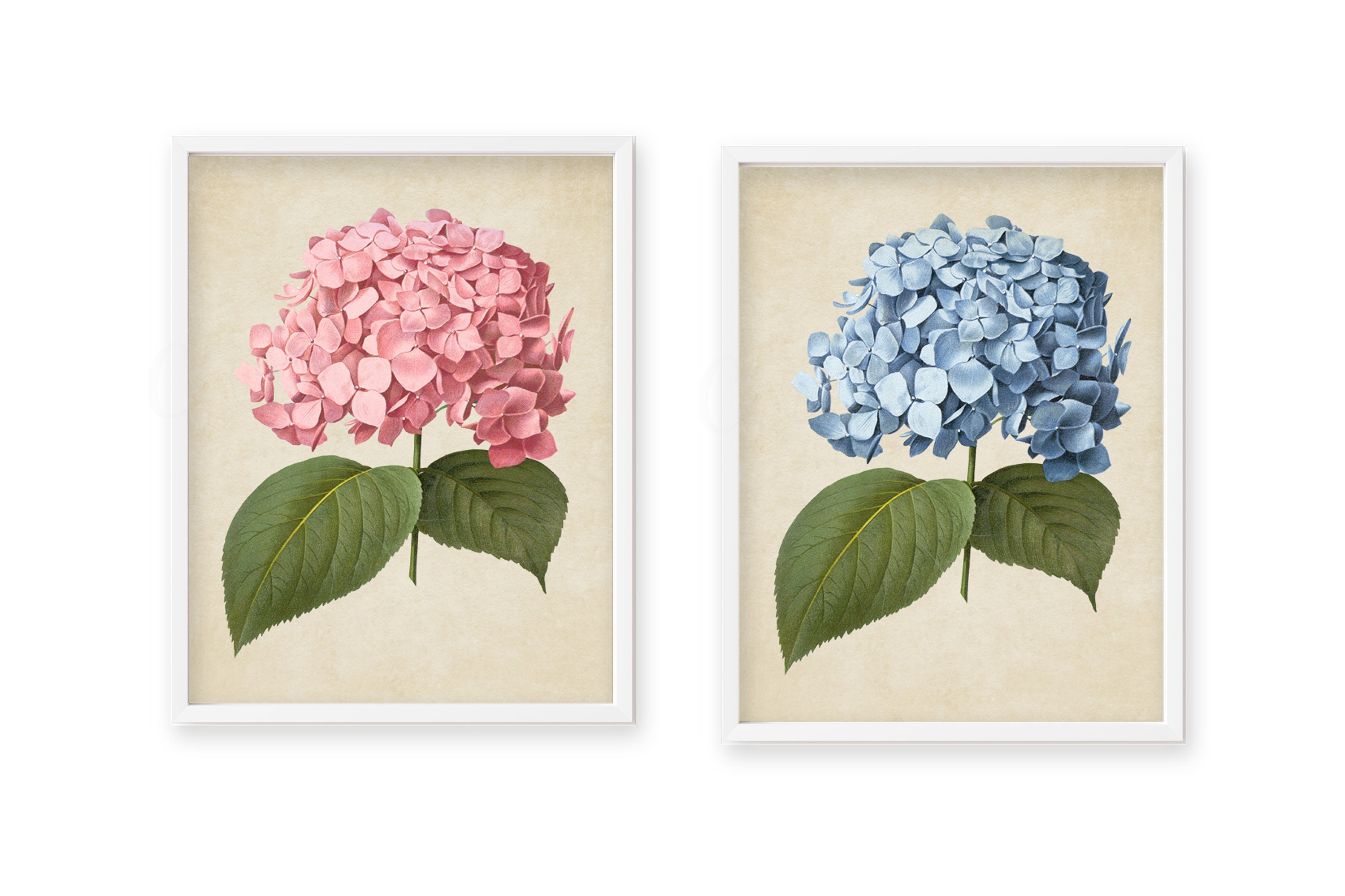 Hydrangea Wall Decor Flower Printables Set of 2 Prints Set - Etsy
