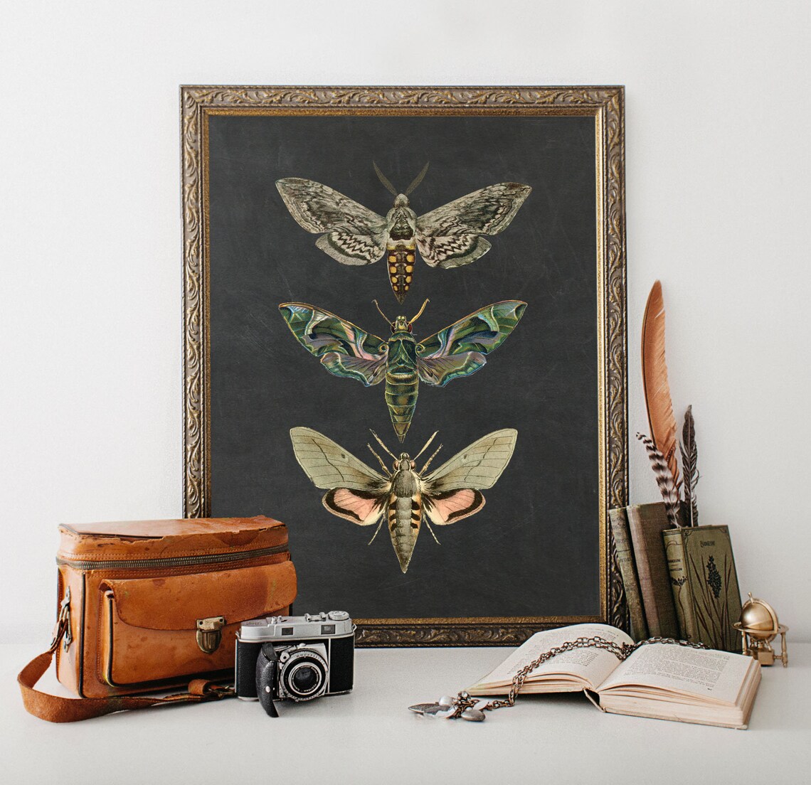 Moth Wall Art nature wall art insect art insect print home | Etsy