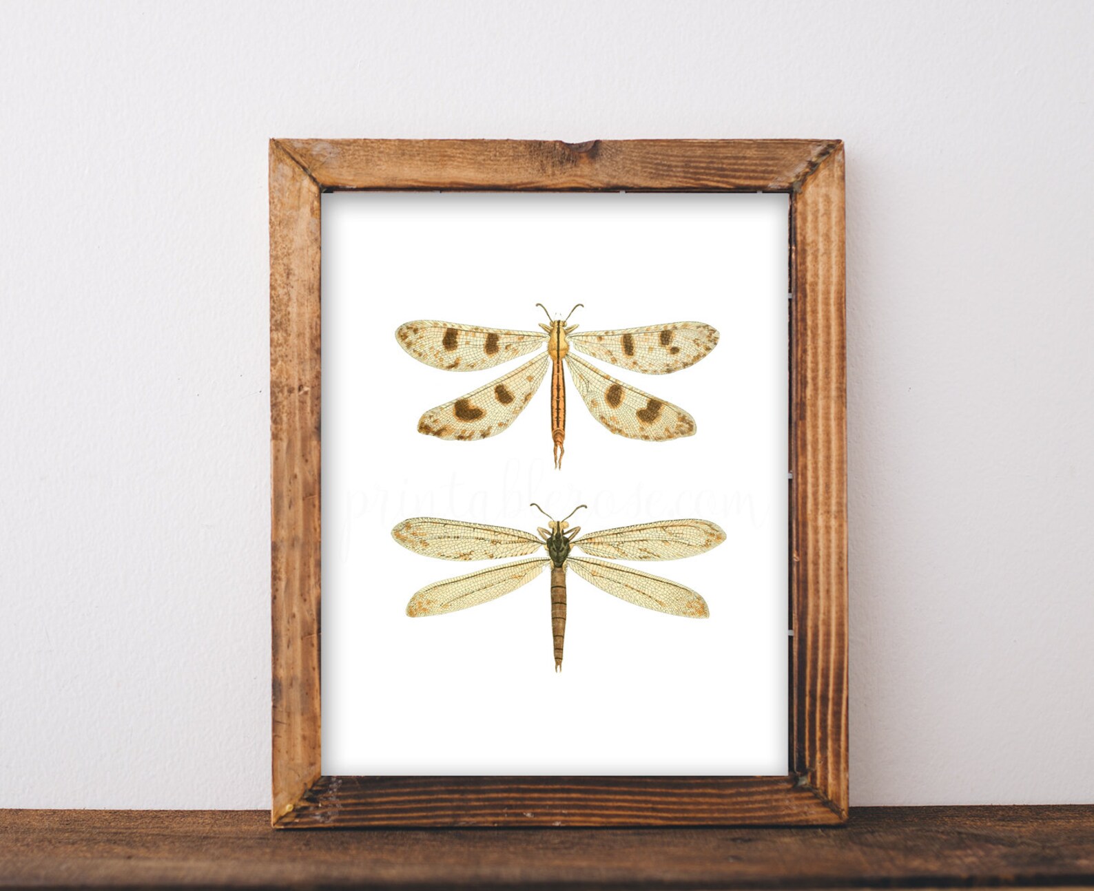 Dragonfly Dragonfly Print Dragonfly Wall Art Dragonfly Wall - Etsy