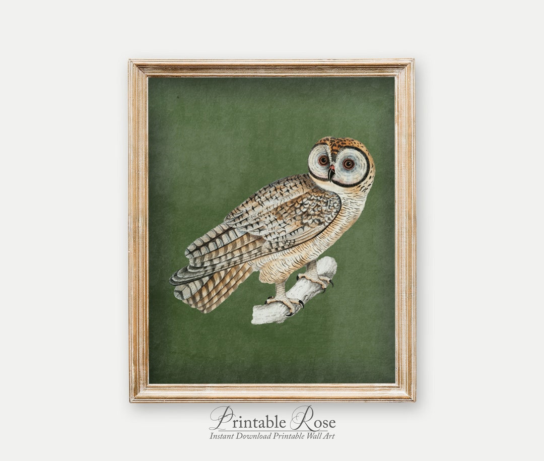 Vintage Owl Prints Gallery Wall Decor Printable Vintage Bird - Etsy