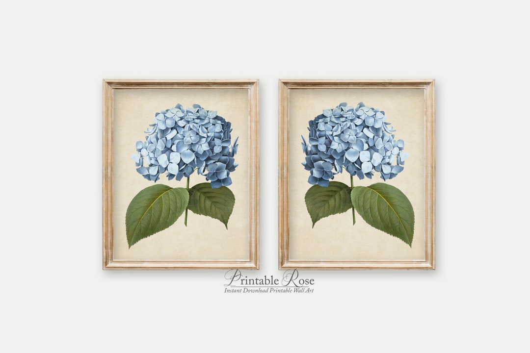 Vintage Hydrangea Prints Printables Set of 2 Prints Set of - Etsy