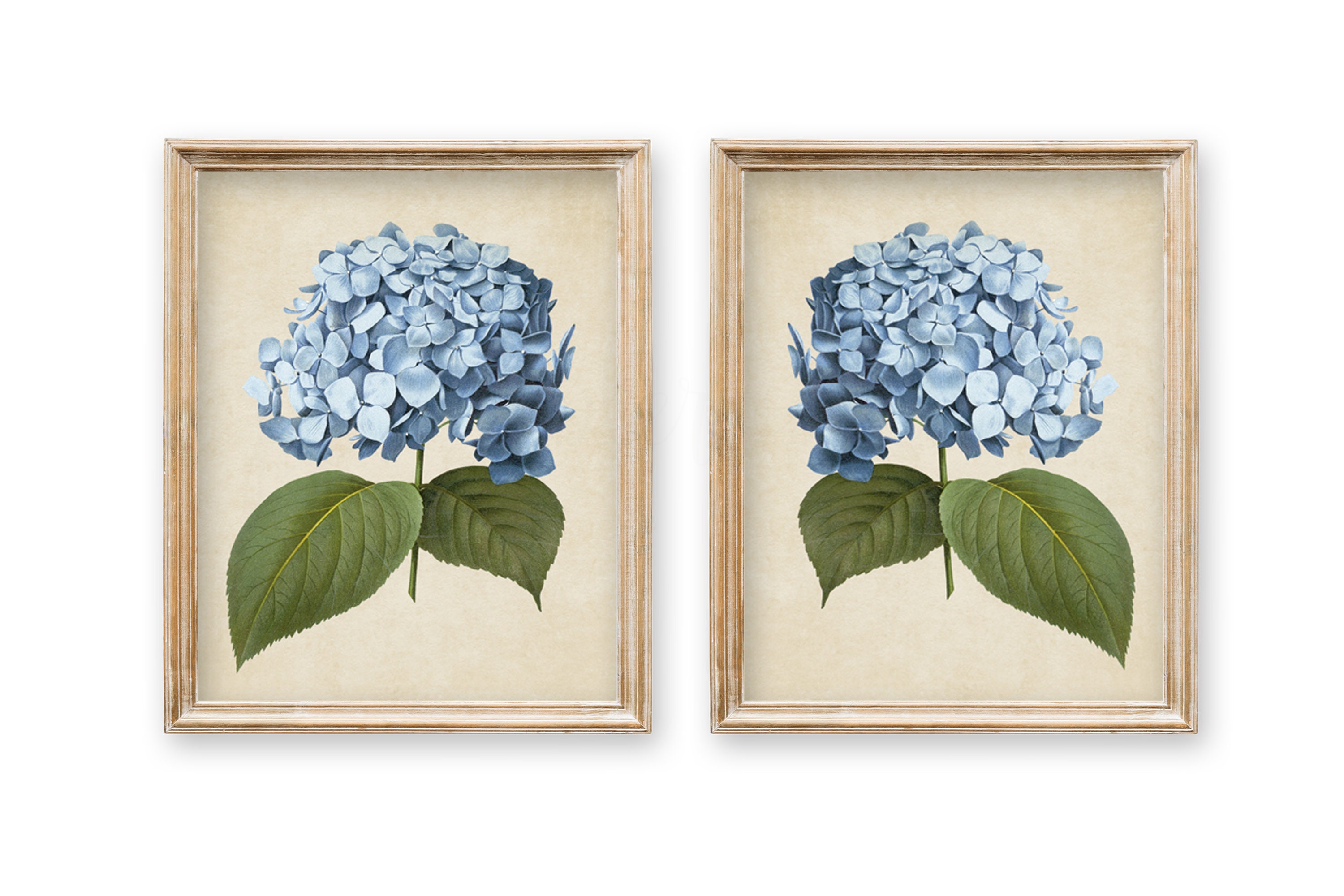 Vintage Hydrangea Prints Printables Set of 2 Prints Set of - Etsy