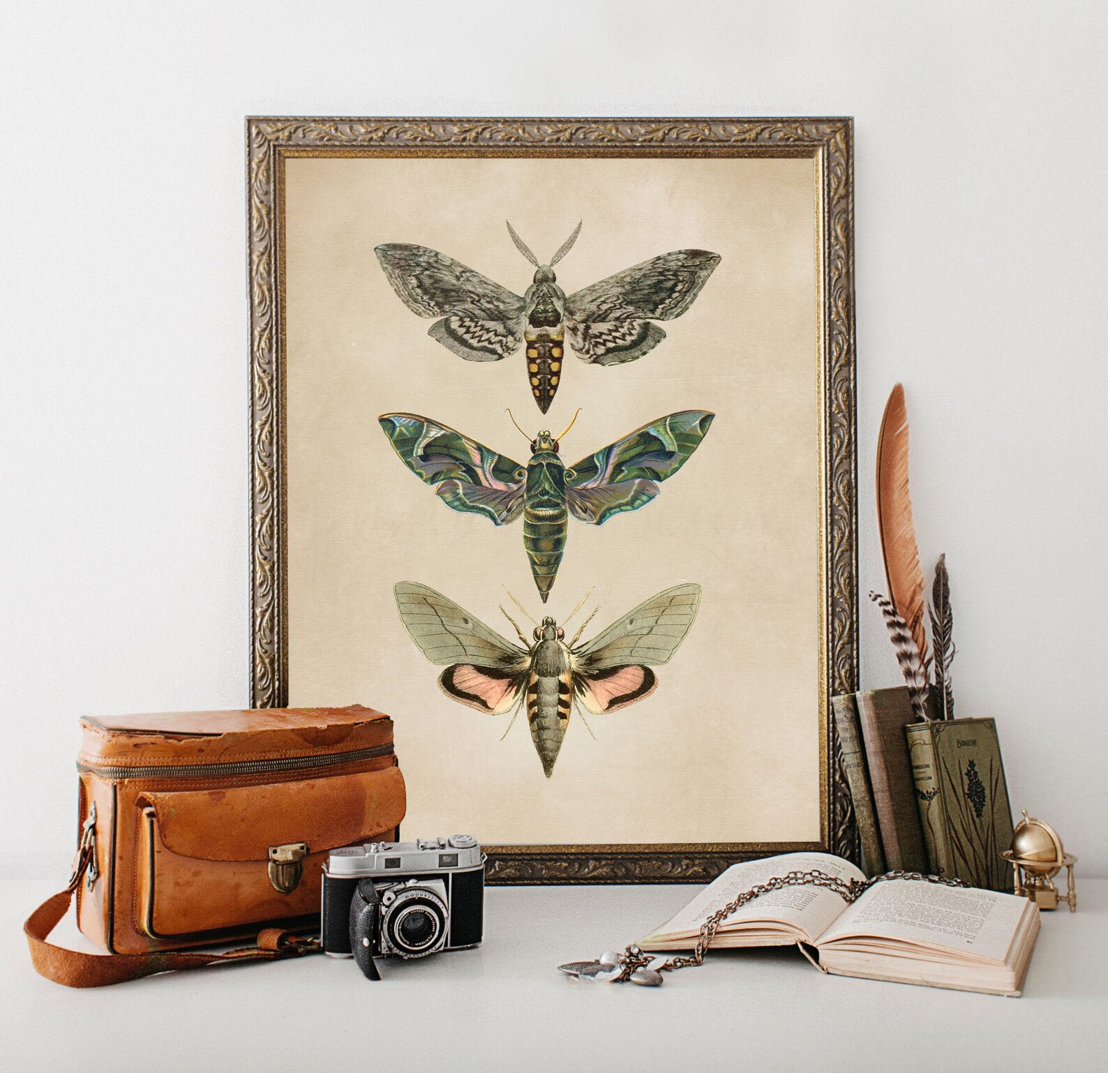 Moth Decor French Country Decor Vintage Wall Decor Wall | Etsy