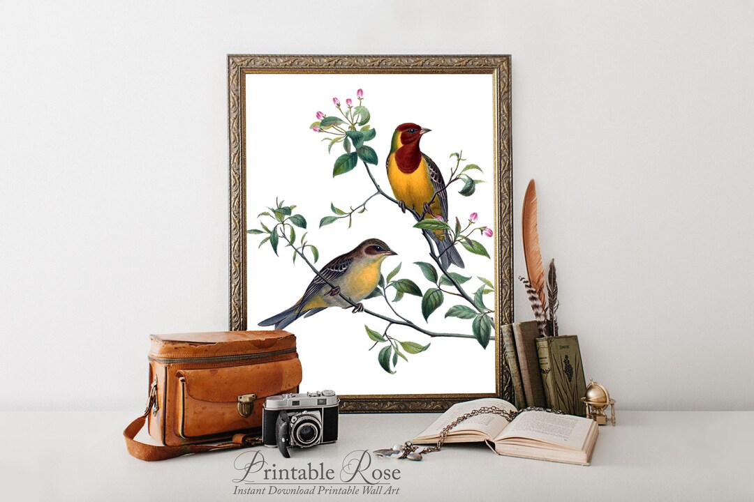 Vintage Bird Printable, Bird Wall Art, Nature Prints, Vintage Wall ...