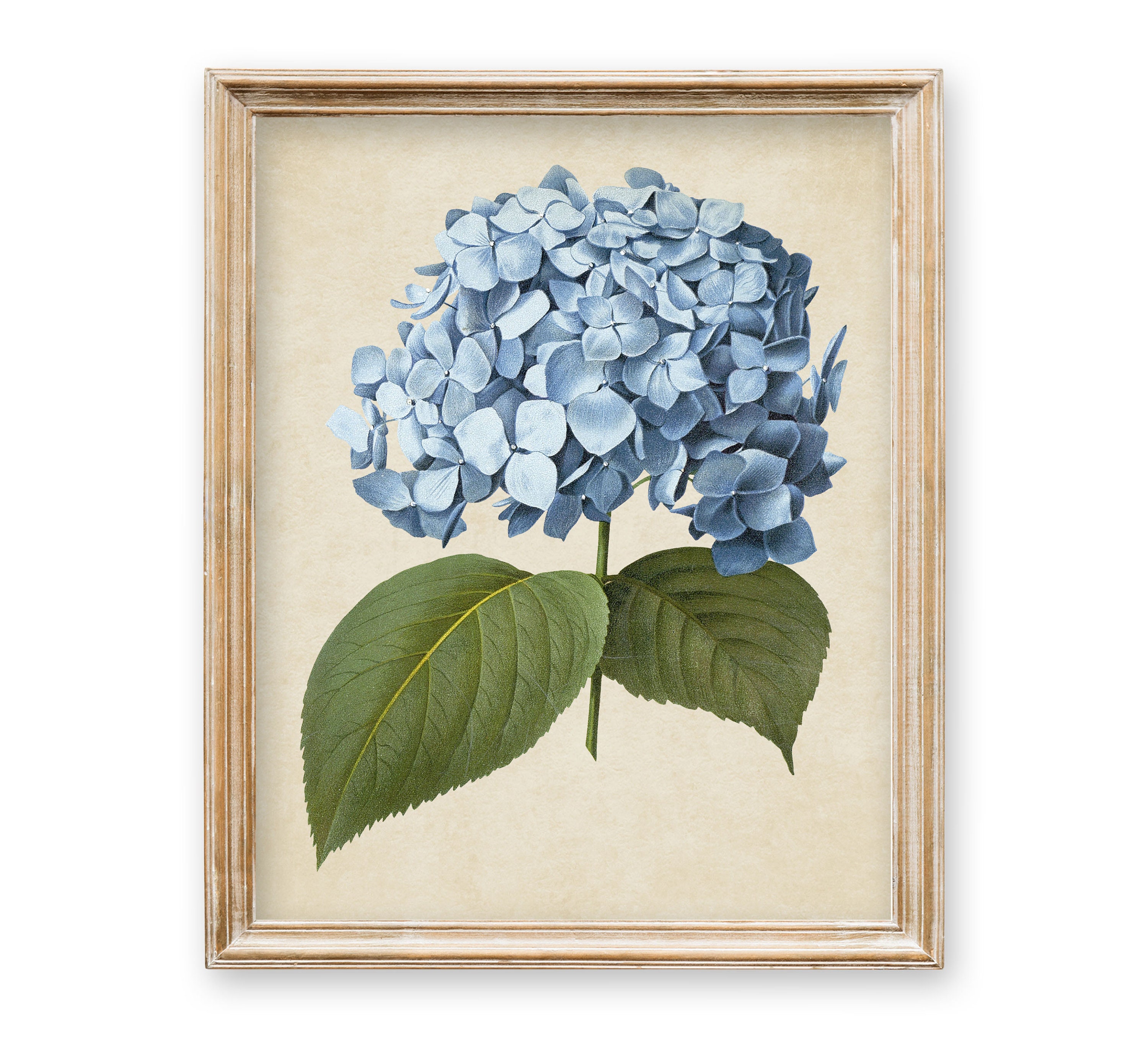 Hydrangea Print Printable Digital Download Hydrangea - Etsy