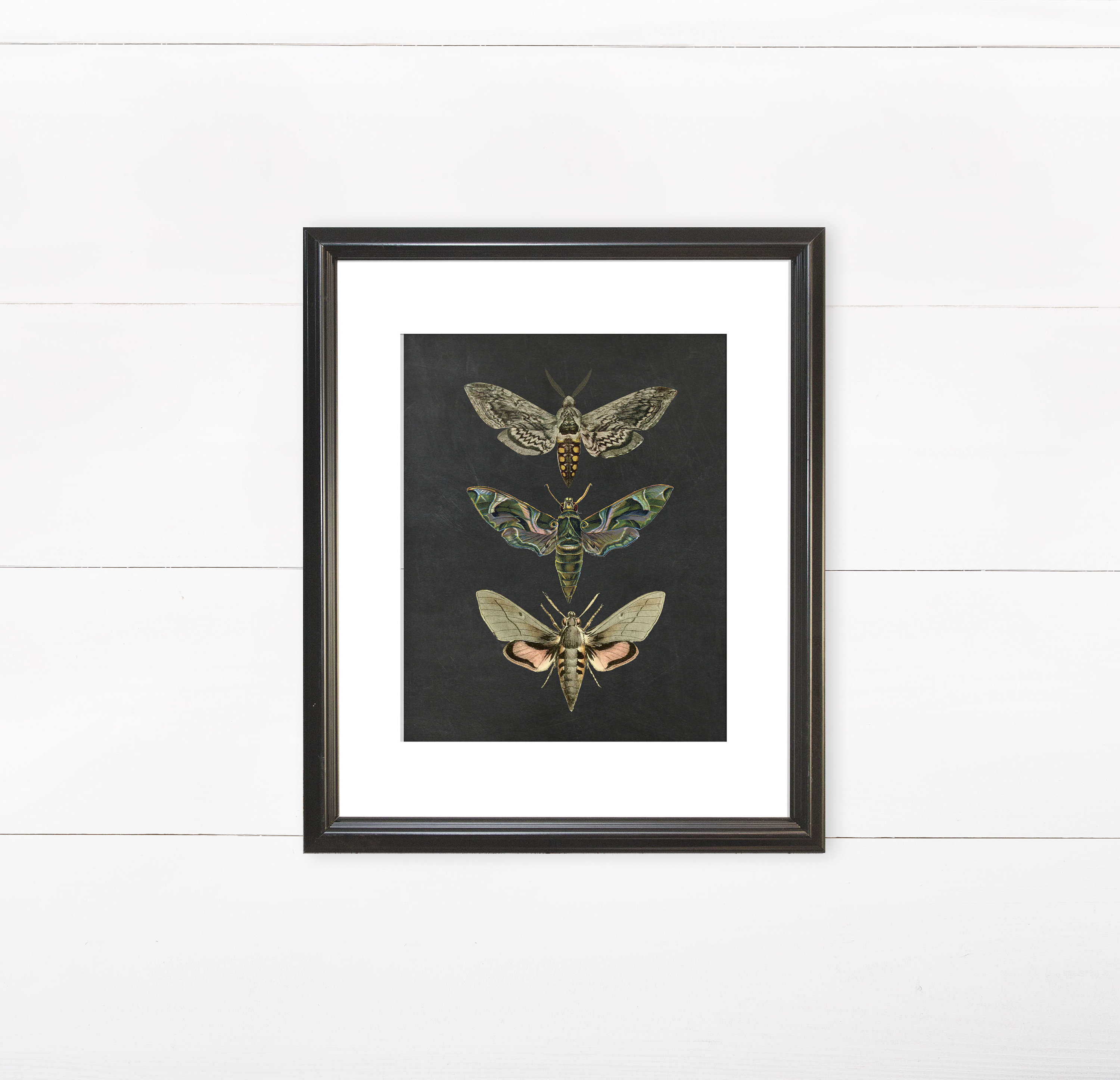 Moth Wall Art nature wall art insect art insect print home | Etsy