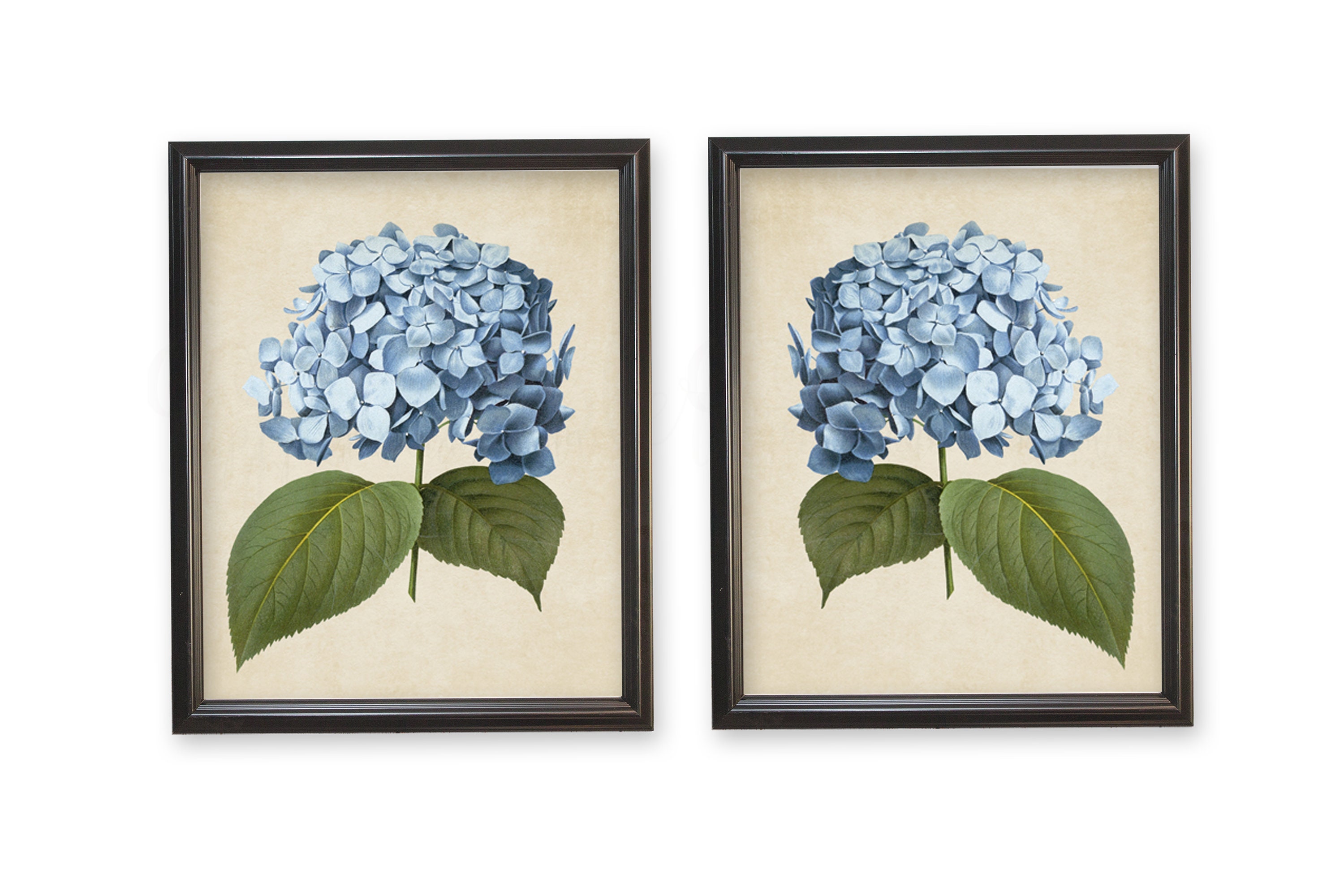 Vintage Hydrangea Prints Printables Set of 2 Prints Set of - Etsy