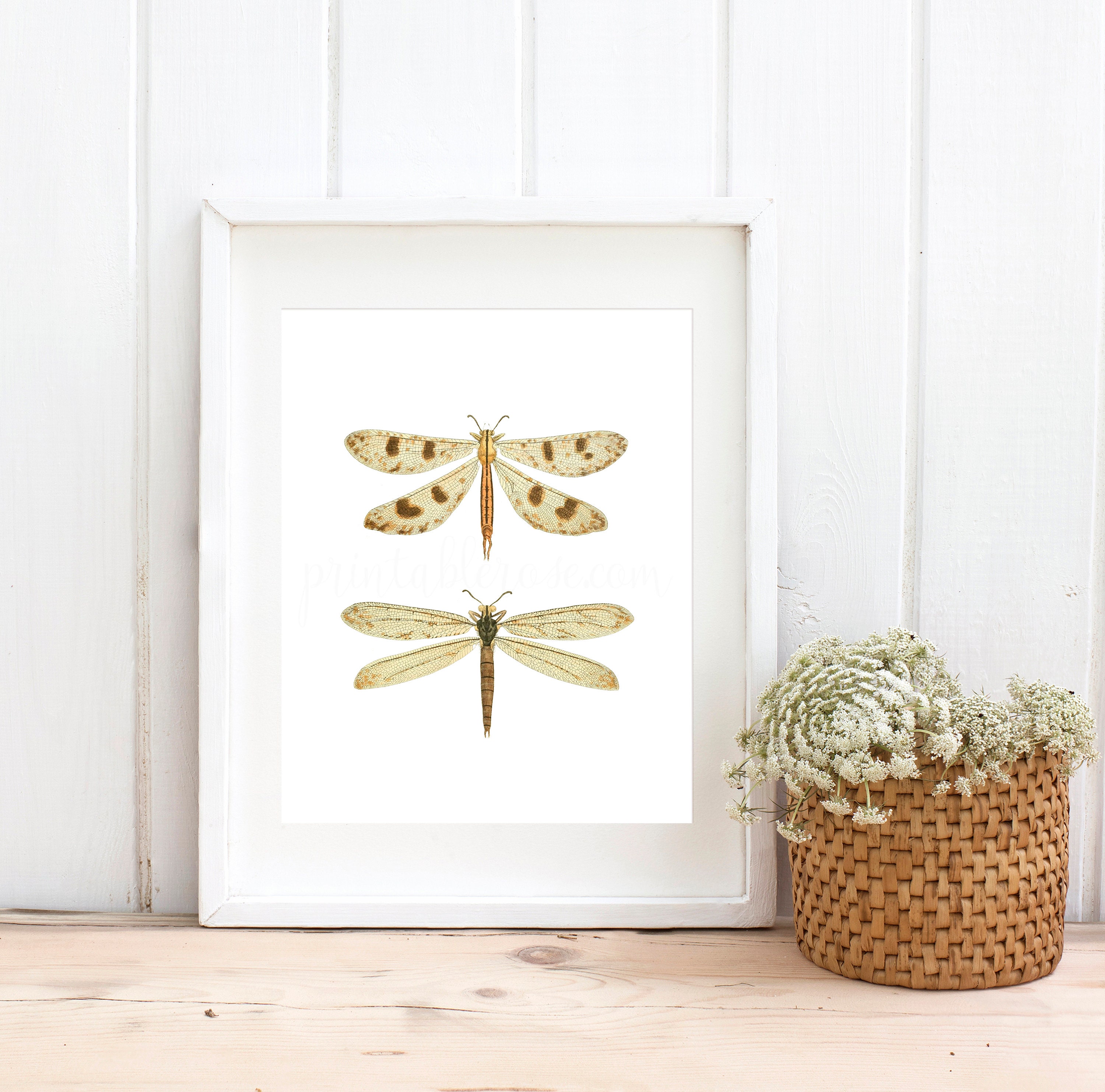 Dragonfly Dragonfly Print Dragonfly Wall Art Dragonfly Wall | Etsy