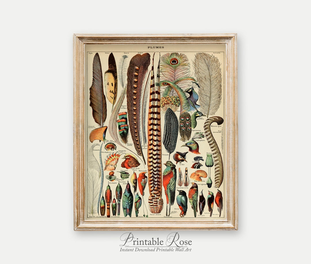 Vintage Feather Wall Art Print Printable Vintage Birds - Etsy