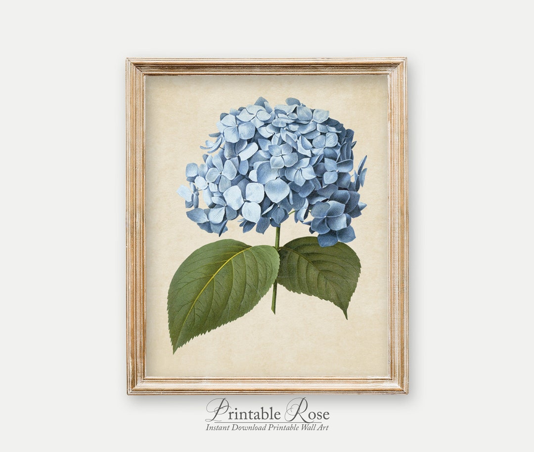 Hydrangea Print, Printable, Digital Download, Hydrangea, Botanical ...